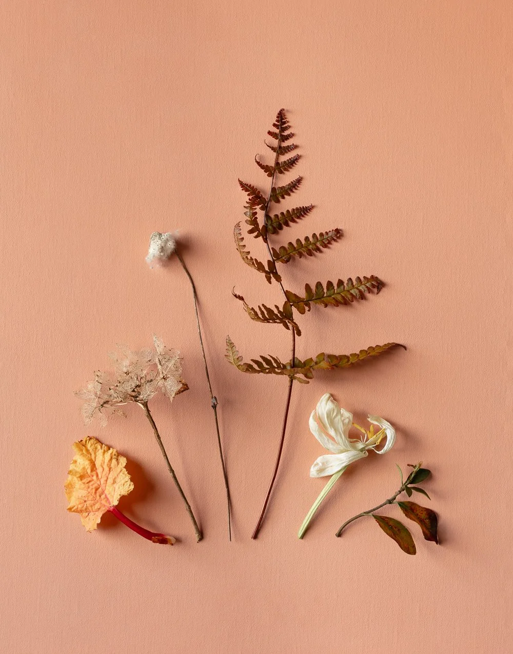 Still life with flowers (colour in nature) fine art photography, modern ...
