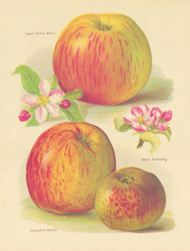 Antique Fruit Prints & Reproductions — The Royal Mile Gallery