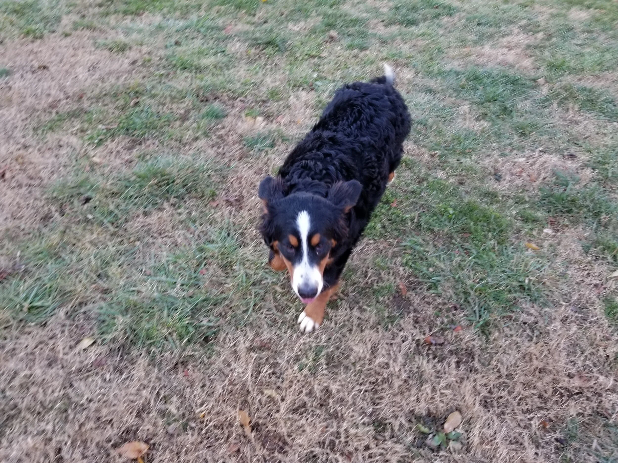 Photos — Furry Friends Farm