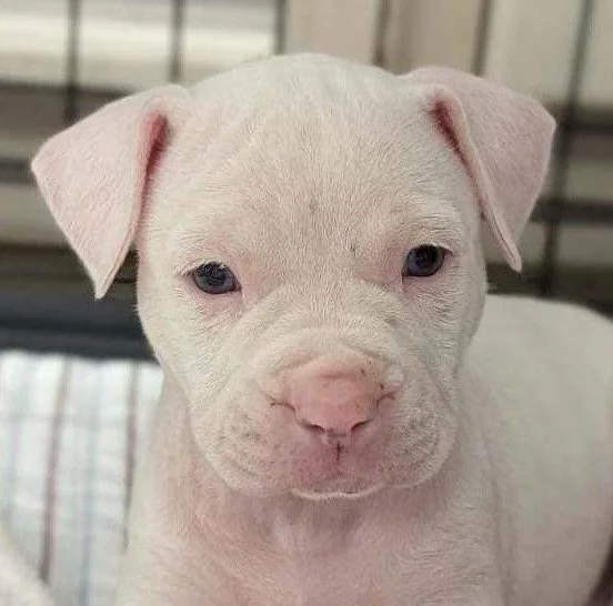 Solid White Pitbull