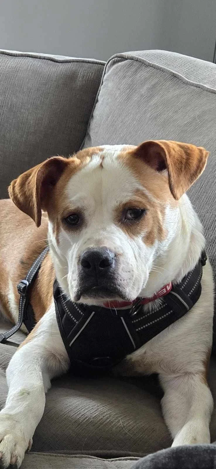 Blessed Be the Bullies- A Dog Rescue