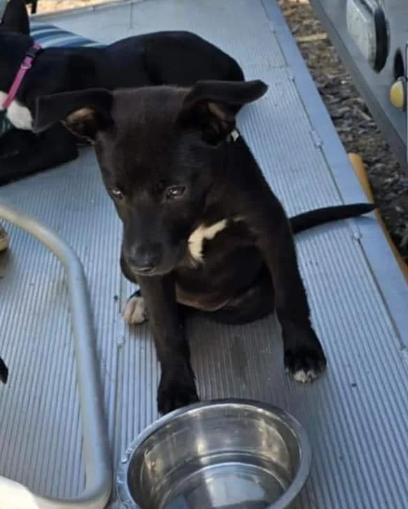 Adoptable Bully Dogs in Maine — Blessed Be the Bullies- A Dog Rescue