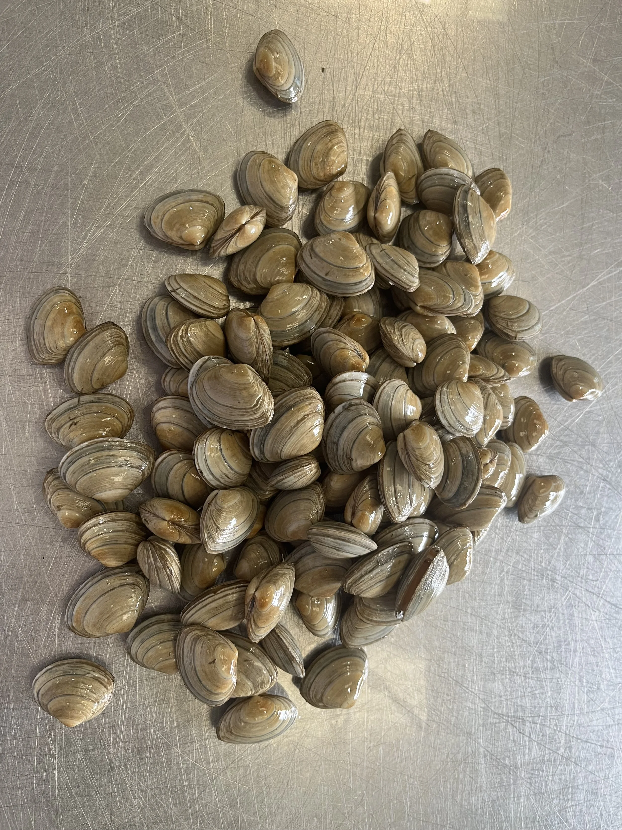 Cockles(live) — Trident - Buy Fresh Fish Online
