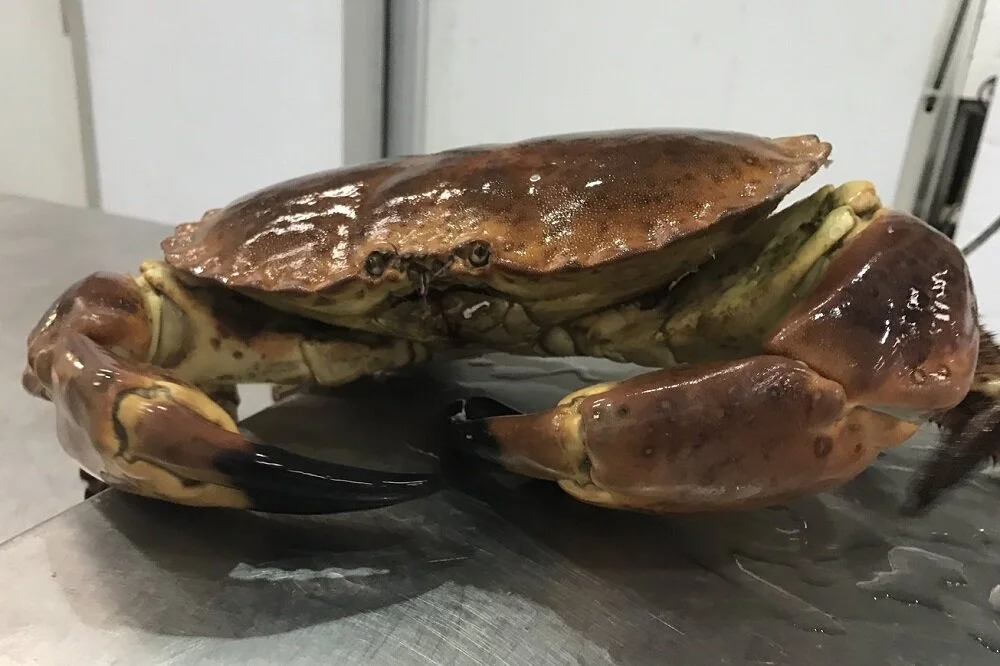 Live Hen Crab — Trident - Buy Fresh Fish Online
