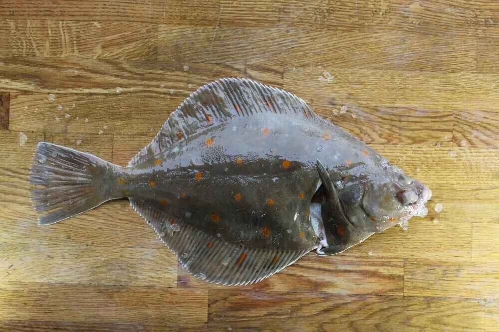 Plaice — Trident - Buy Fresh Fish Online
