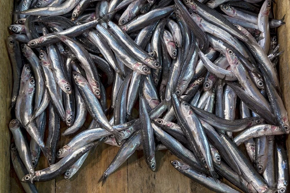 Frozen Fish Delivery | Buy Online | Trident Fish Sales