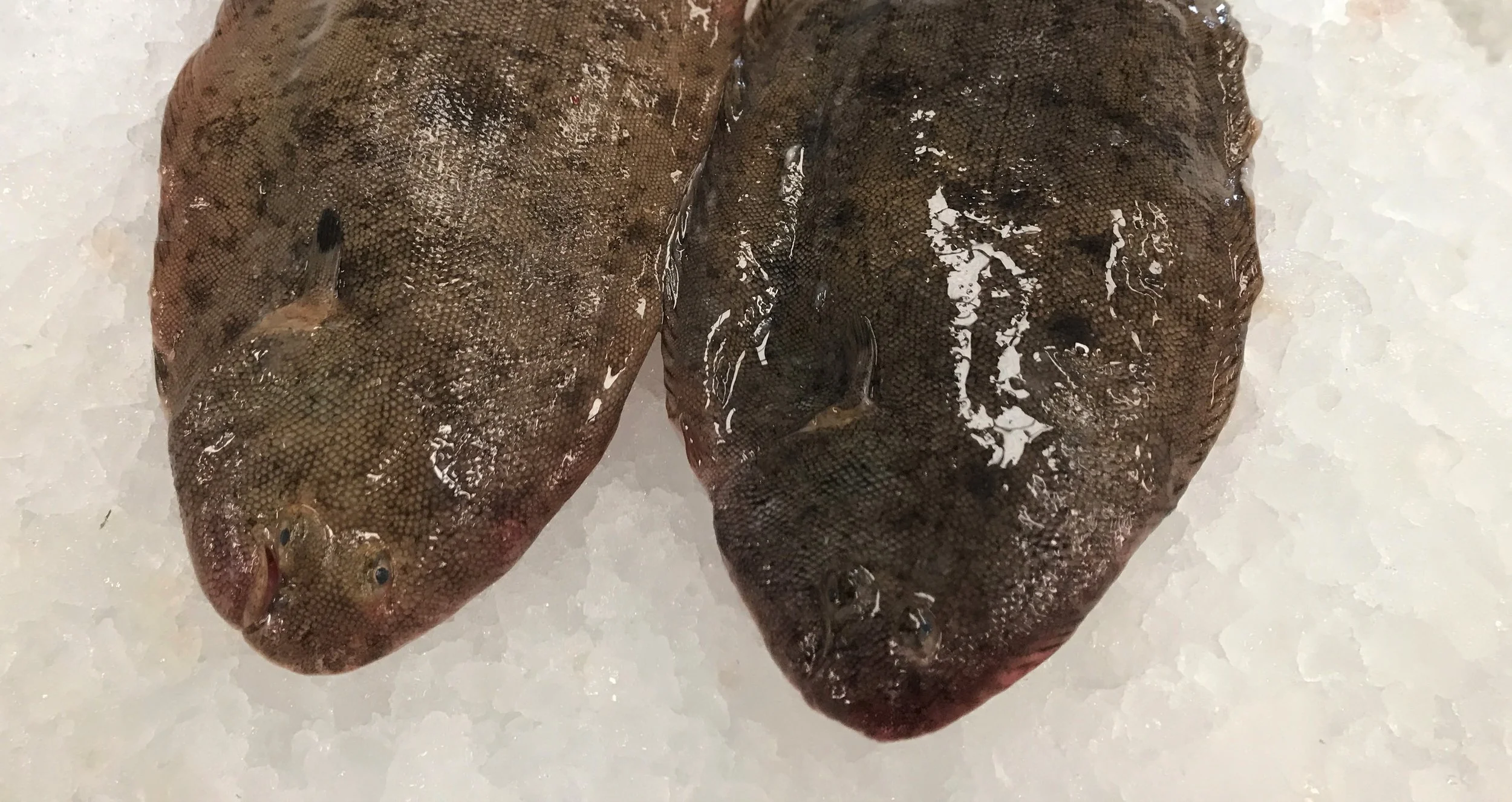 Dover Sole — Trident - Buy Fresh Fish Online