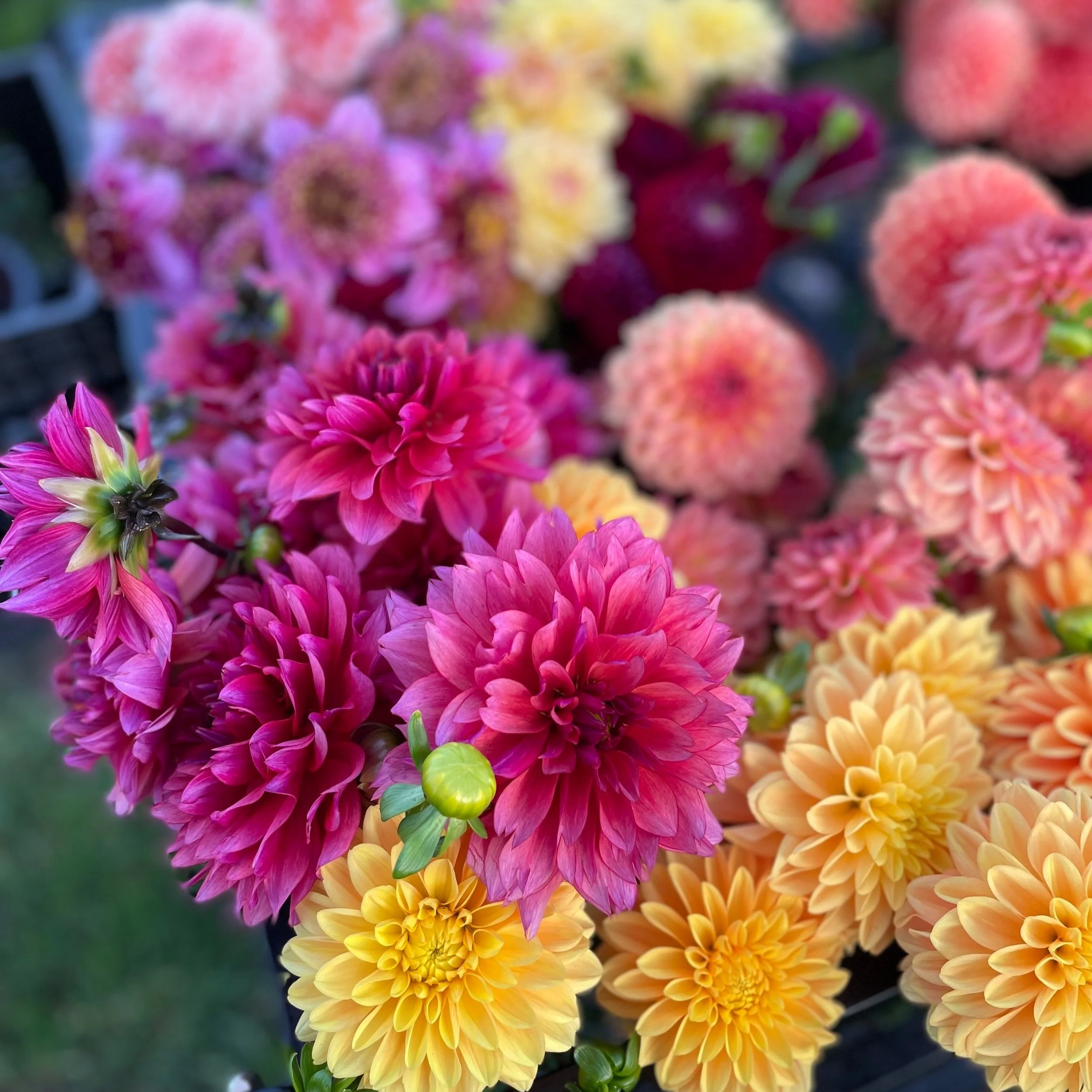 Flowers in London Ontario