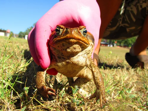 Pest Animals — BRRVLN