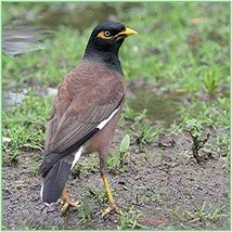 Indian Myna Control — BRRVLN