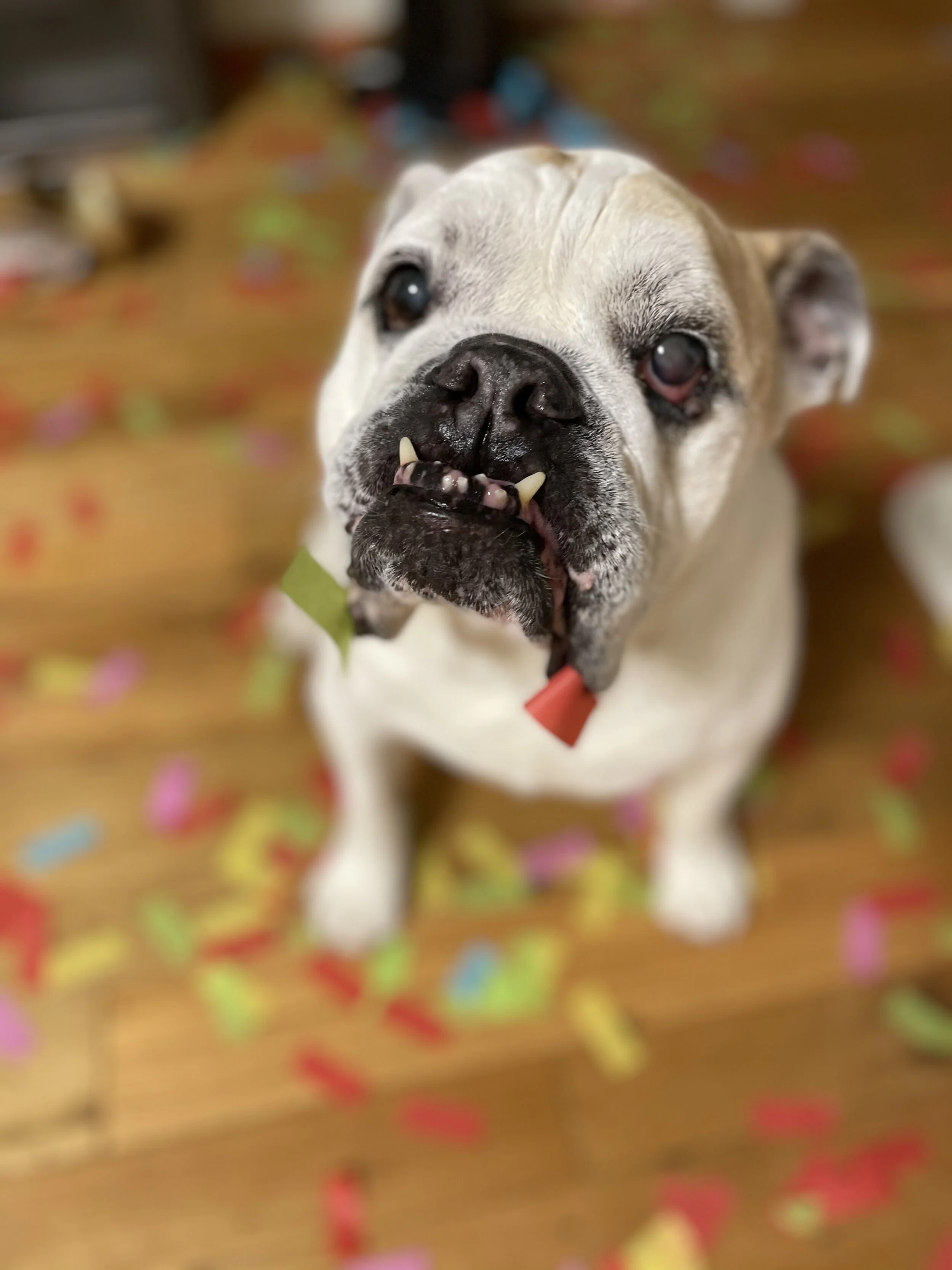 Meet our Team's Pets: Featuring Cheddar! — Animal Wellness Center