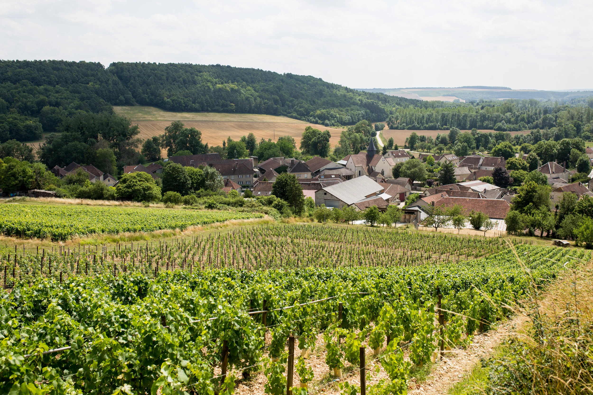 Champagne Vouette et Sorbée, Aube — Jon-David Headrick Selections