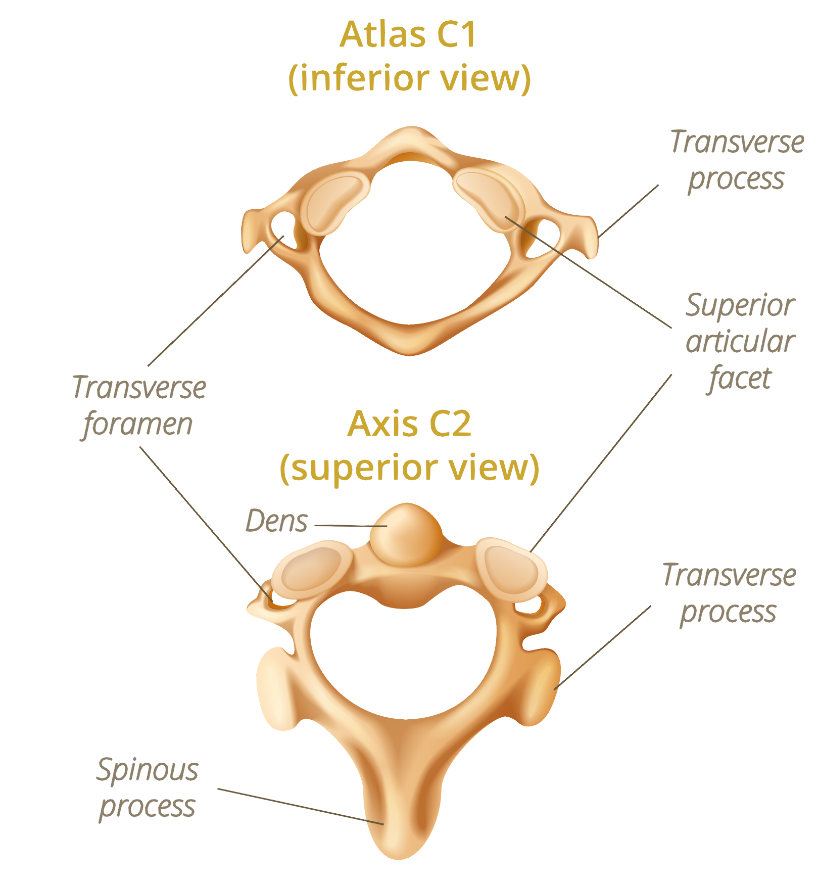 C1 And C2 Vertebrae Misalignment Symptoms – CLIDM