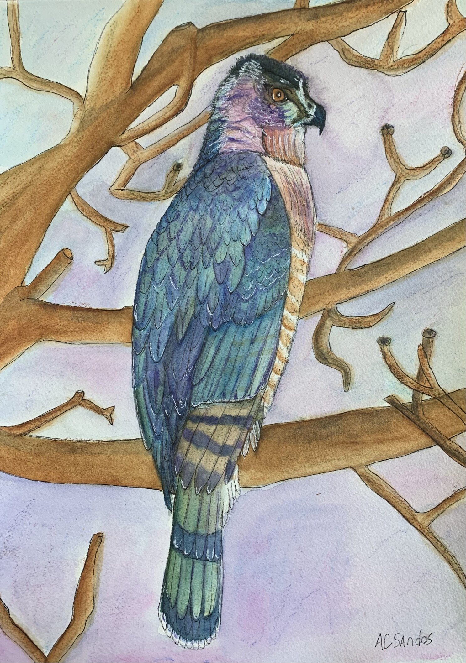 Animanity Store — Animanity in Art by Amanda C Sandos