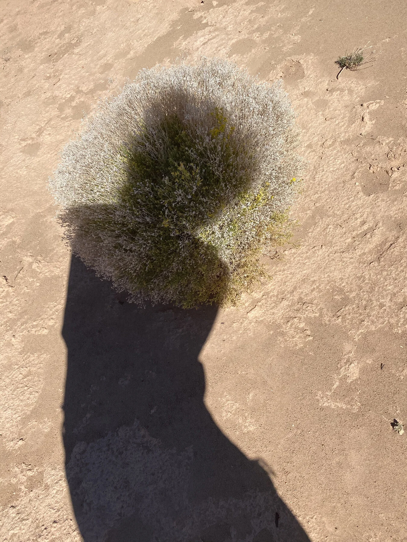 DEBRIS OF HUMAN FORGETTING — sttlmnt