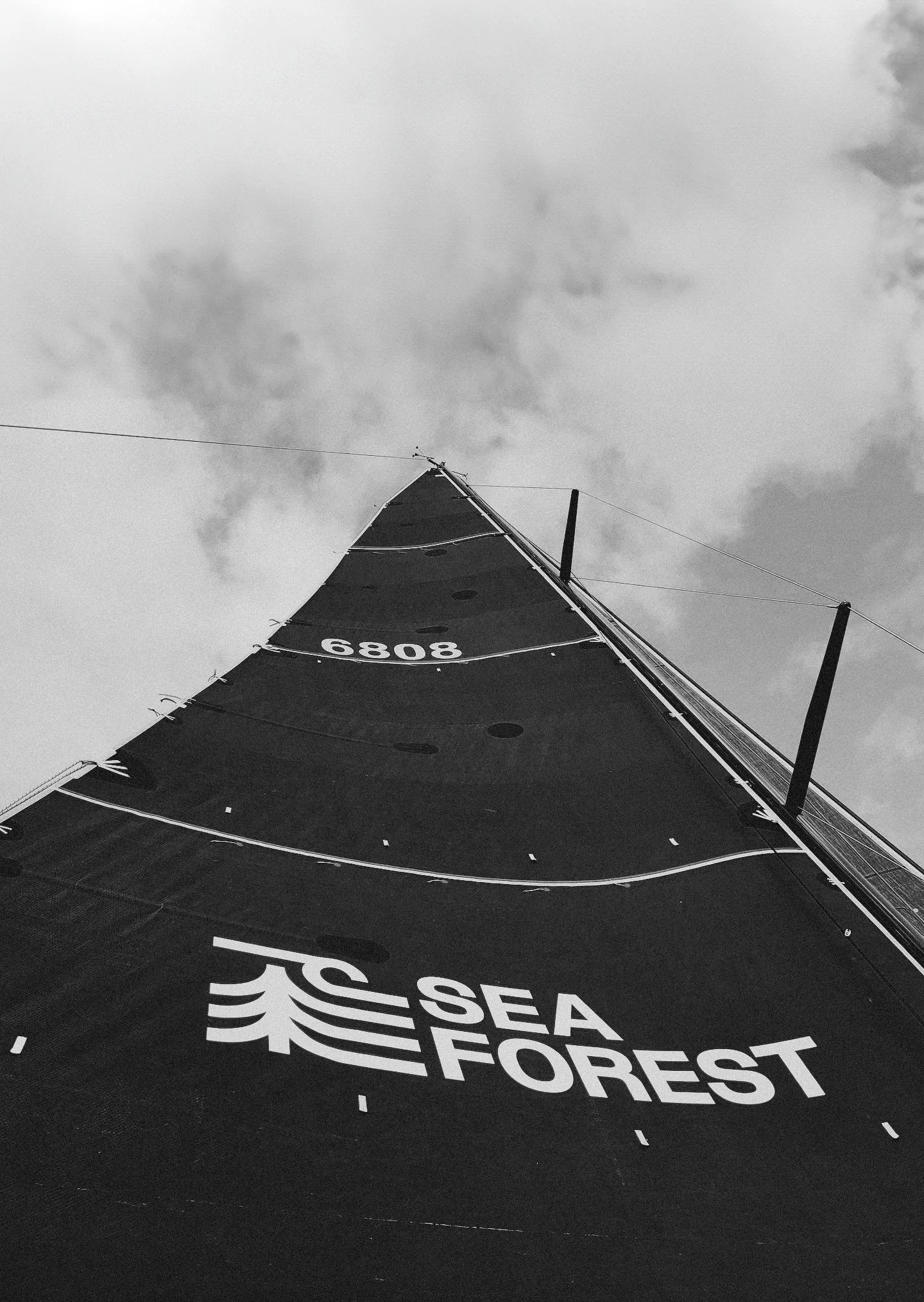 Sea Forest — Blake Fili Suárez