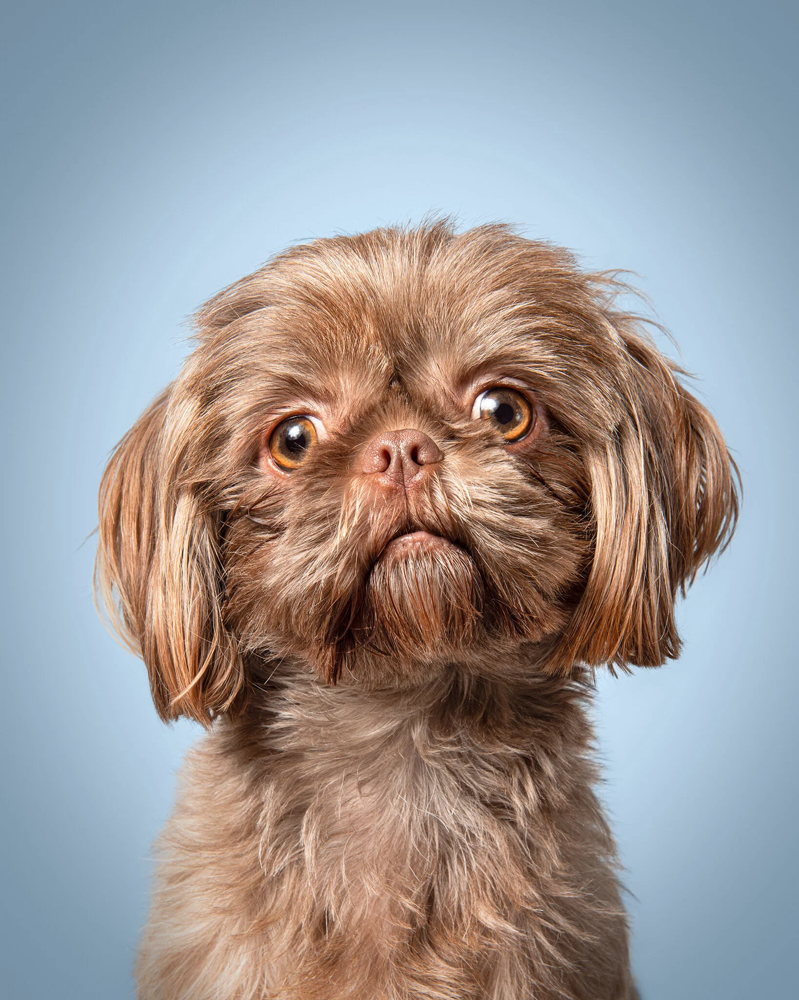 5 Reasons Why You Should Book A Pet Photoshoot — Zola's Pawtraits