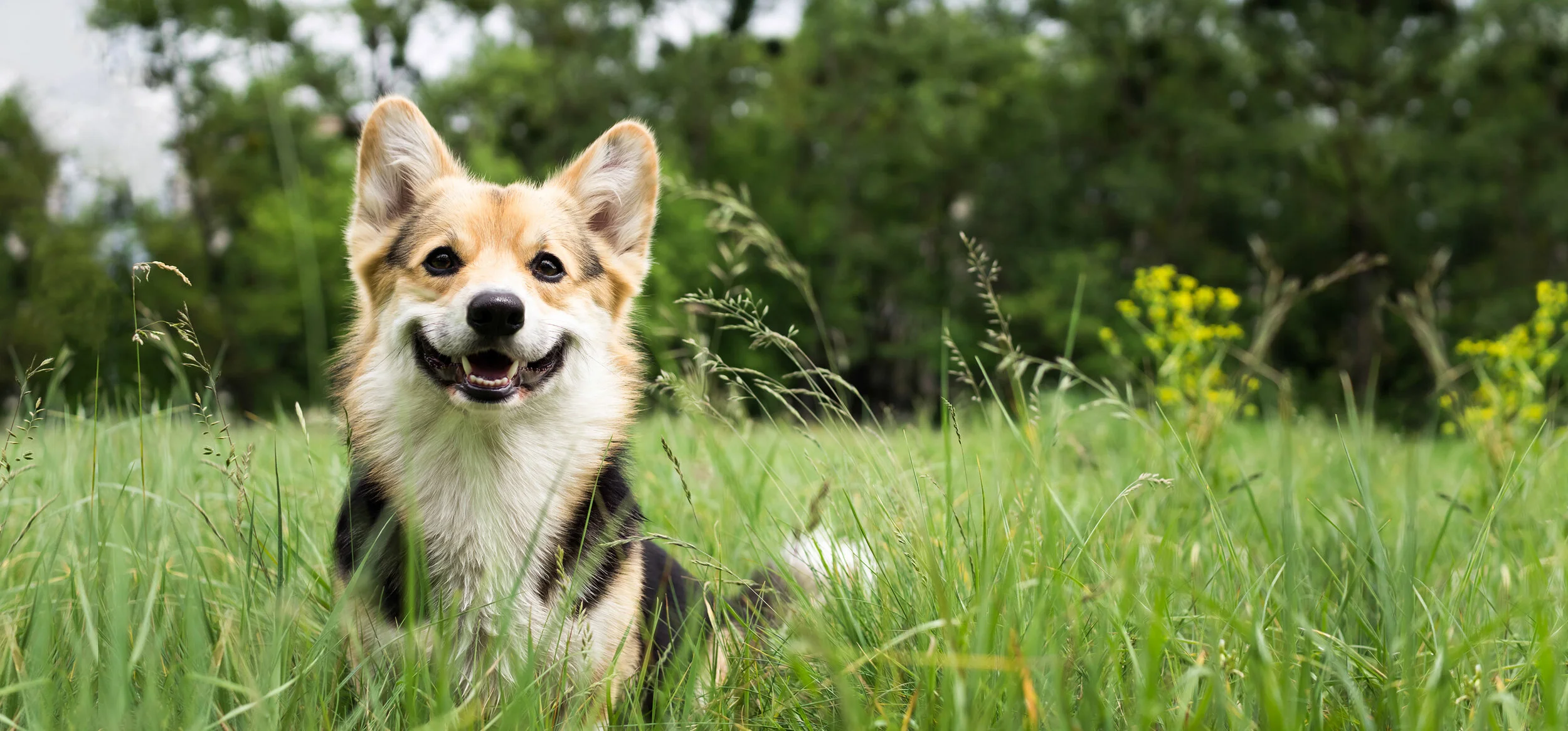 Dandelion Dogs Meadow - A private field to train, play and exercise ...