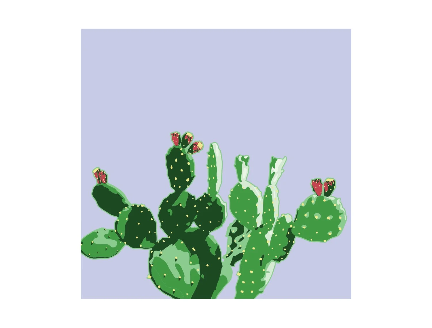 Prickly Pear Cactus Drawing