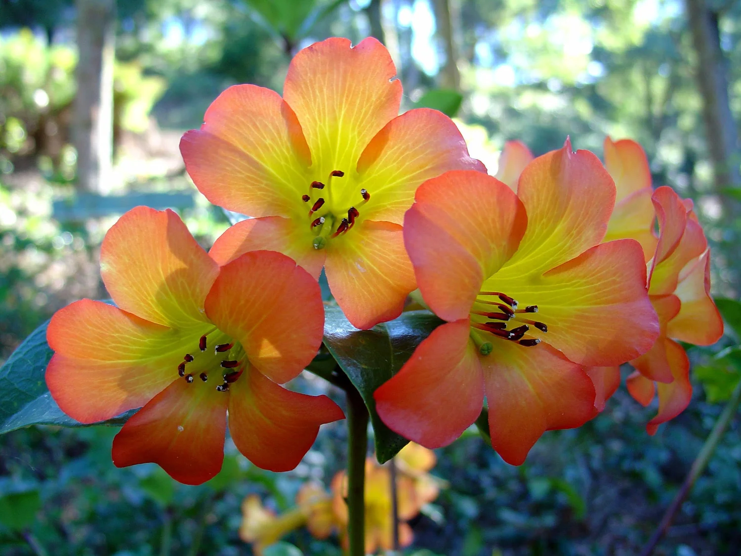 Growing Vireyas — Emu Valley Rhododendron Garden