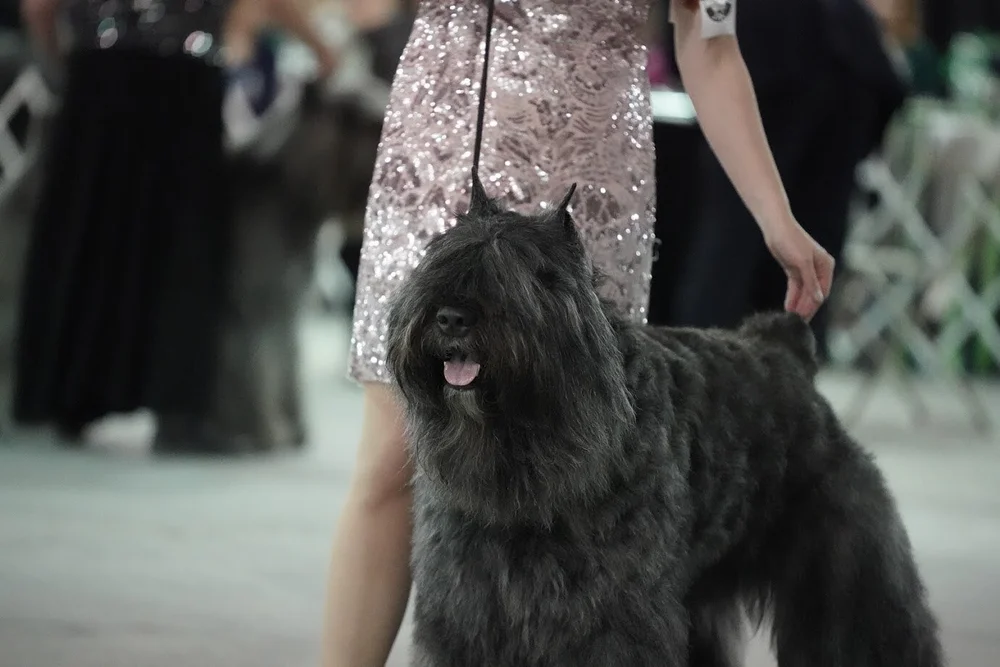 Breed Standard — Columbia Bouvier des Flandres Club