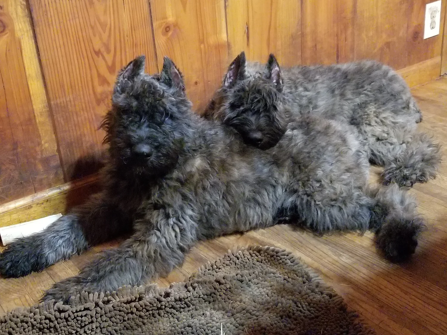 Breeders — Columbia Bouvier des Flandres Club