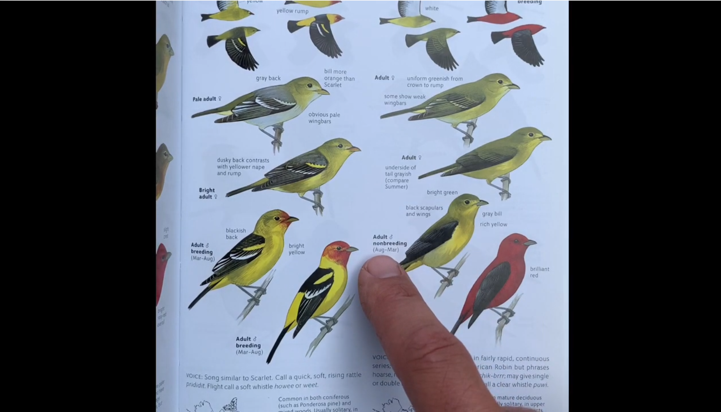 Basics of Birding