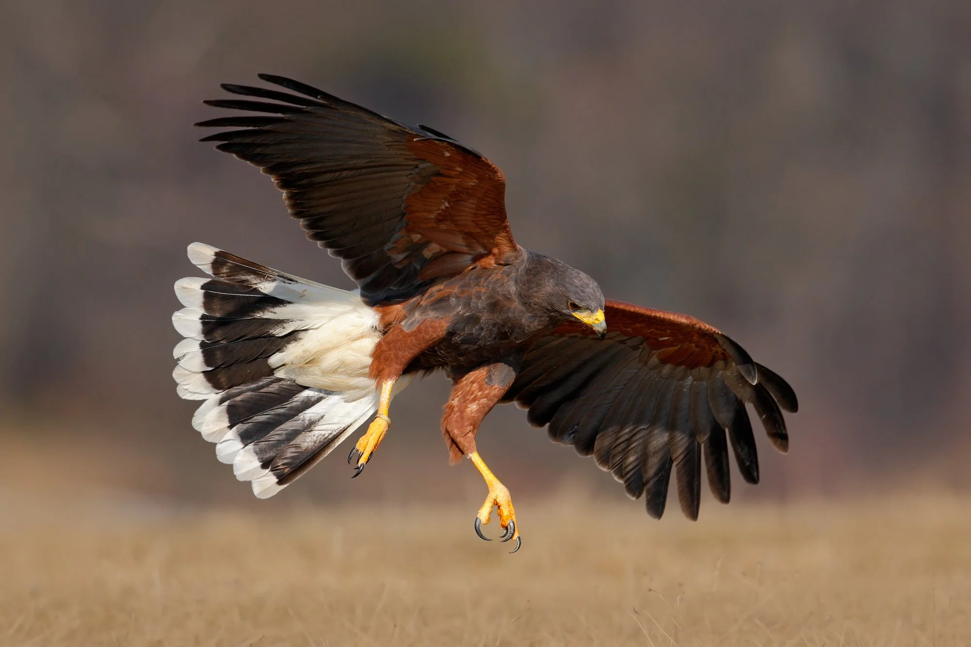 How to Identify Birds: Hawk Migration is Starting — Basics of Birding