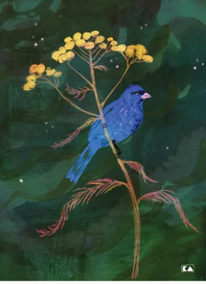 KATE ANDERSON | illustration + design