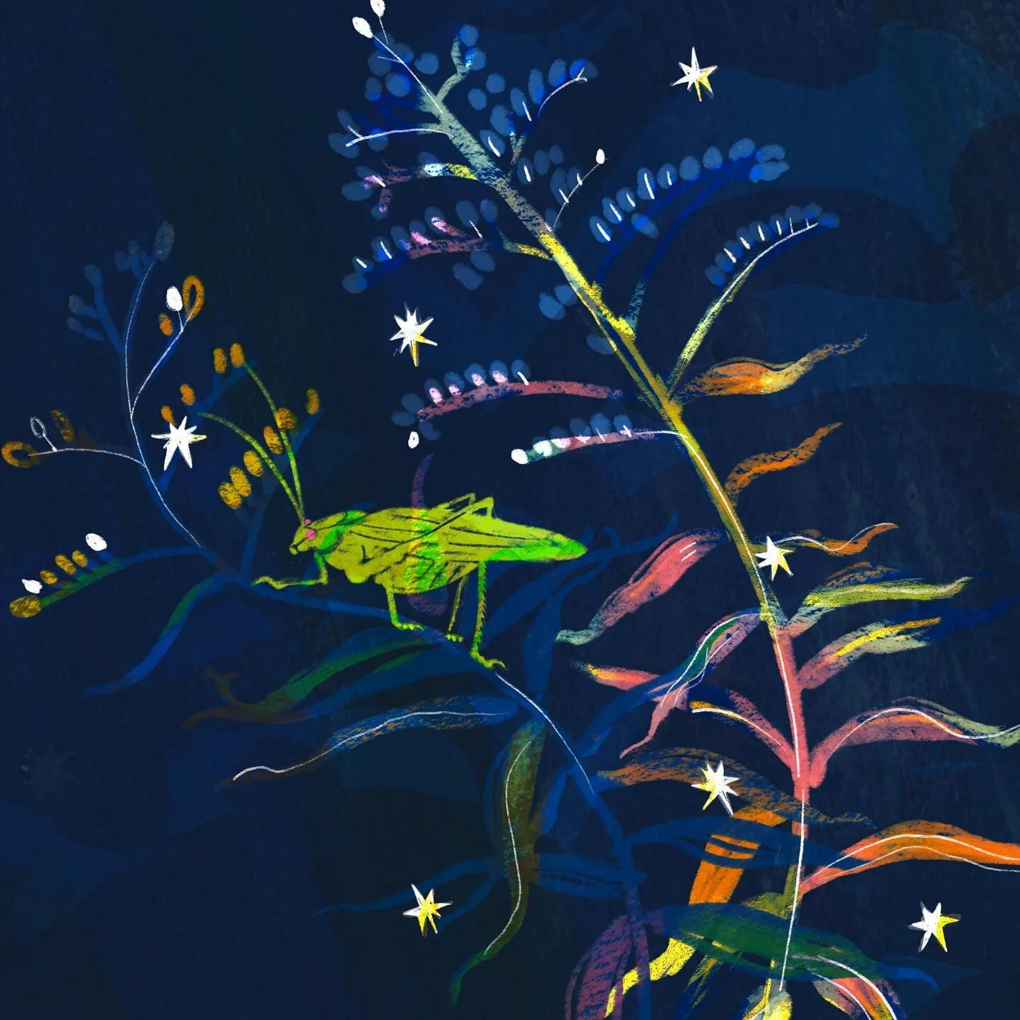 KATE ANDERSON | illustration + design