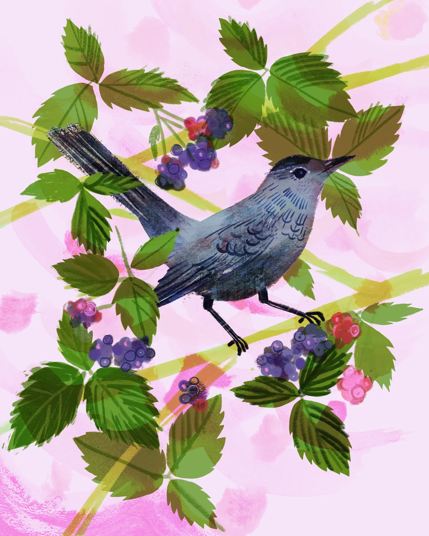 Work | Birds — KATE ANDERSON | illustration + design