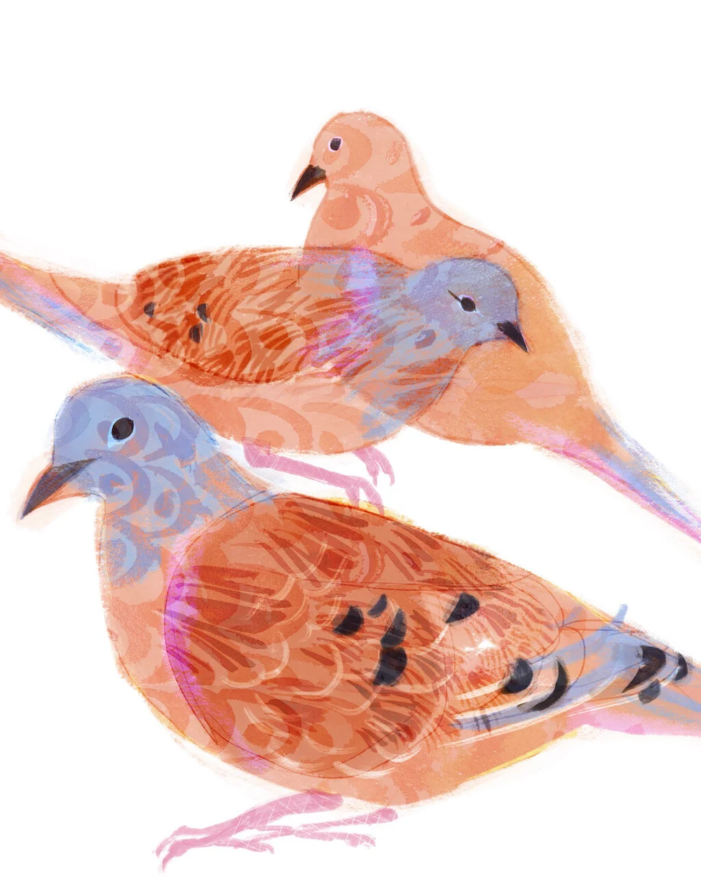 KATE ANDERSON | illustration + design