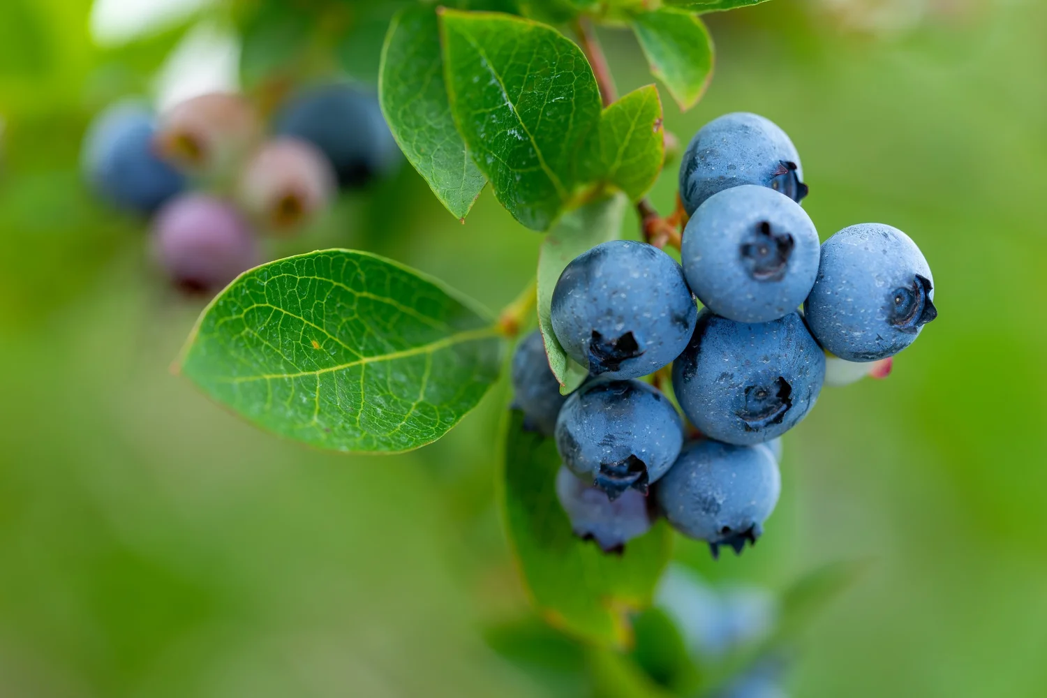 Fertum Bio