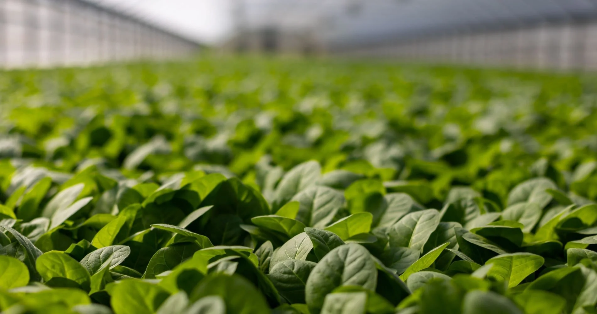Fertum Bio