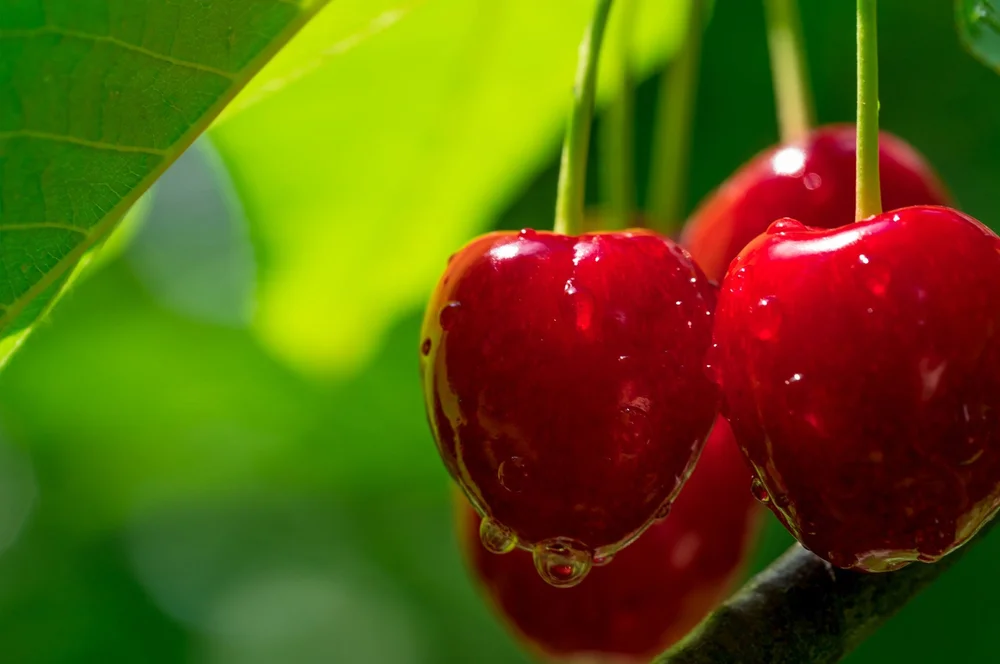 Fertum Bio