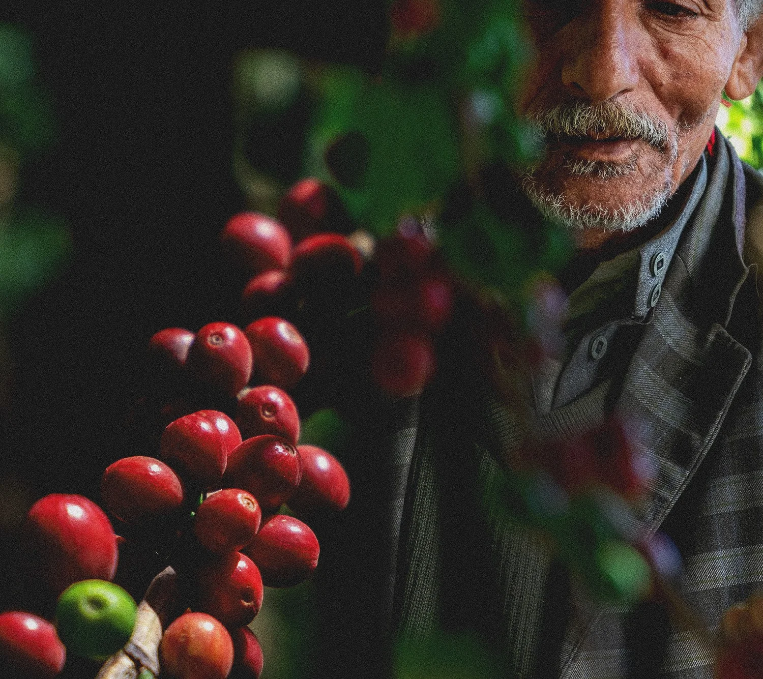 Qima | The Coffee Revolution
