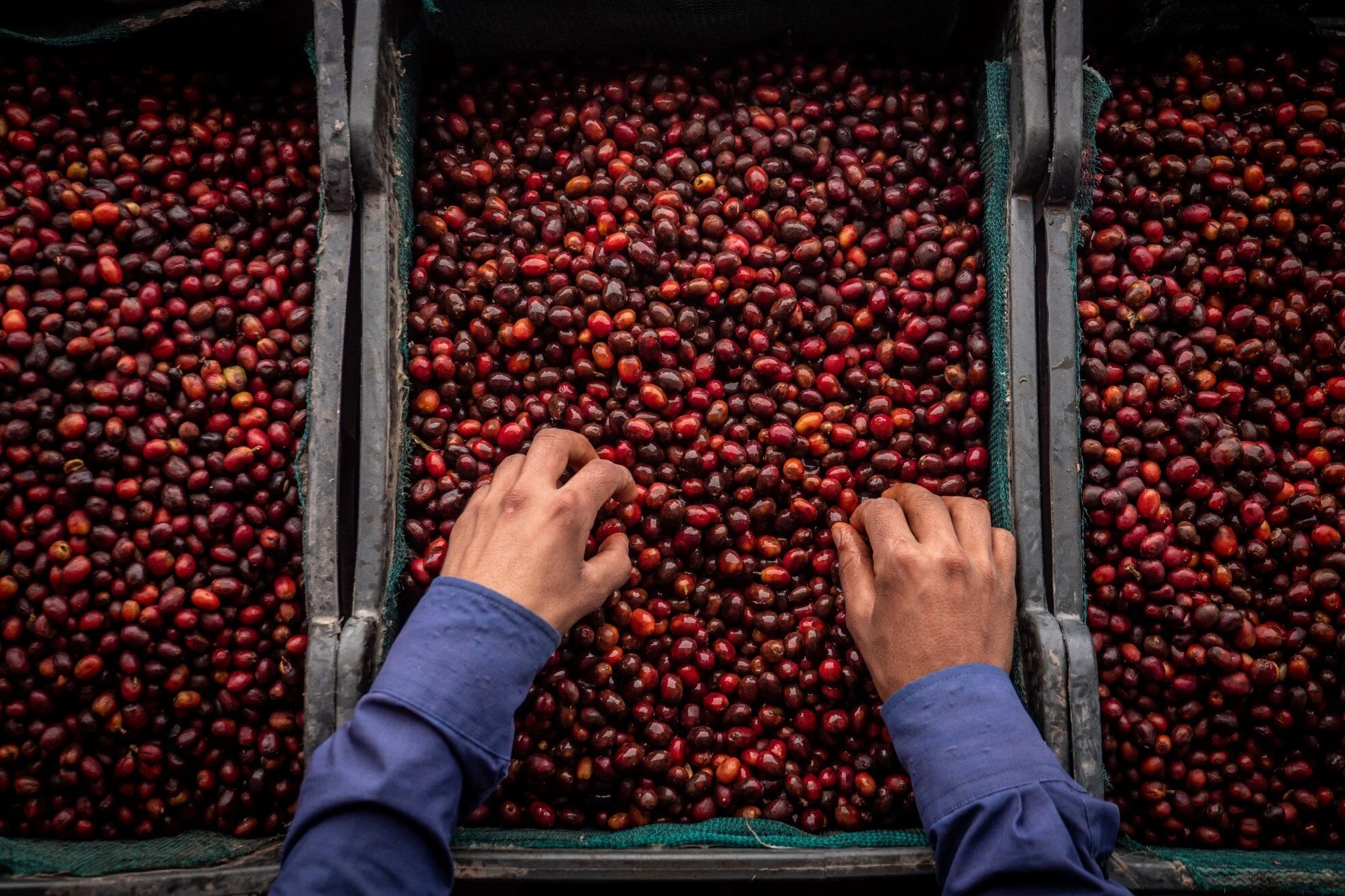 Qima | The Coffee Revolution