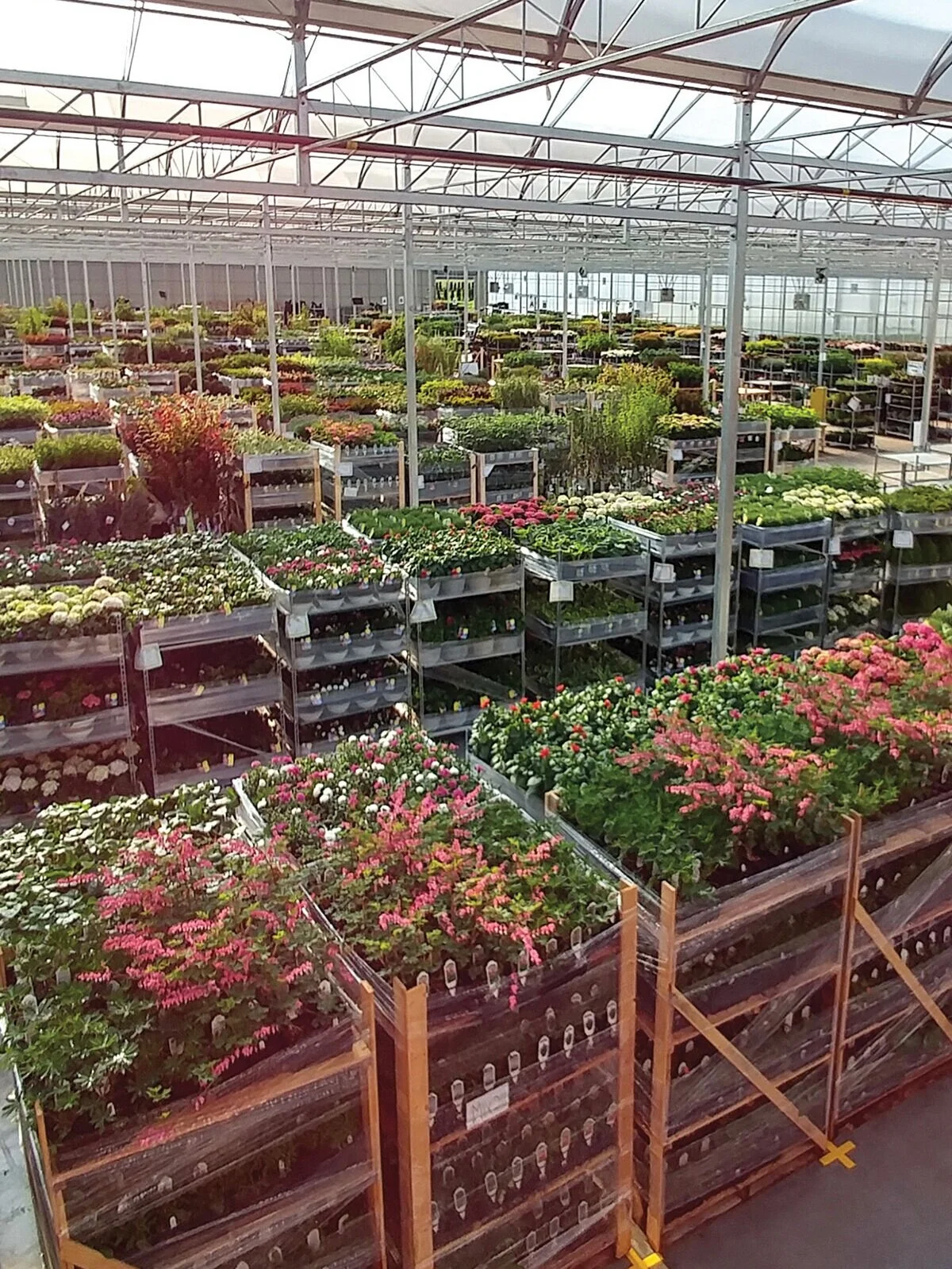 Van Belle Nursery