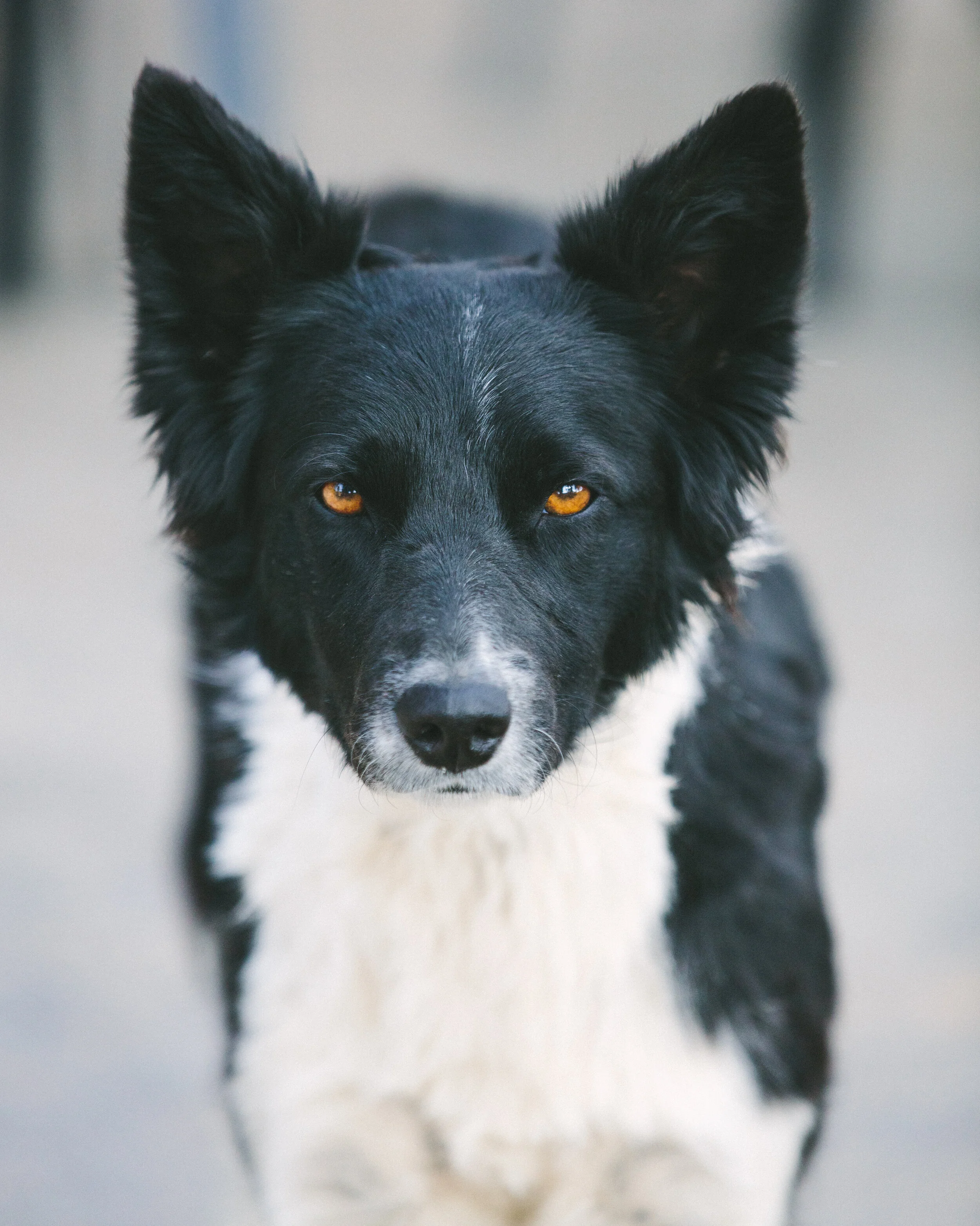 About — Browning Beef