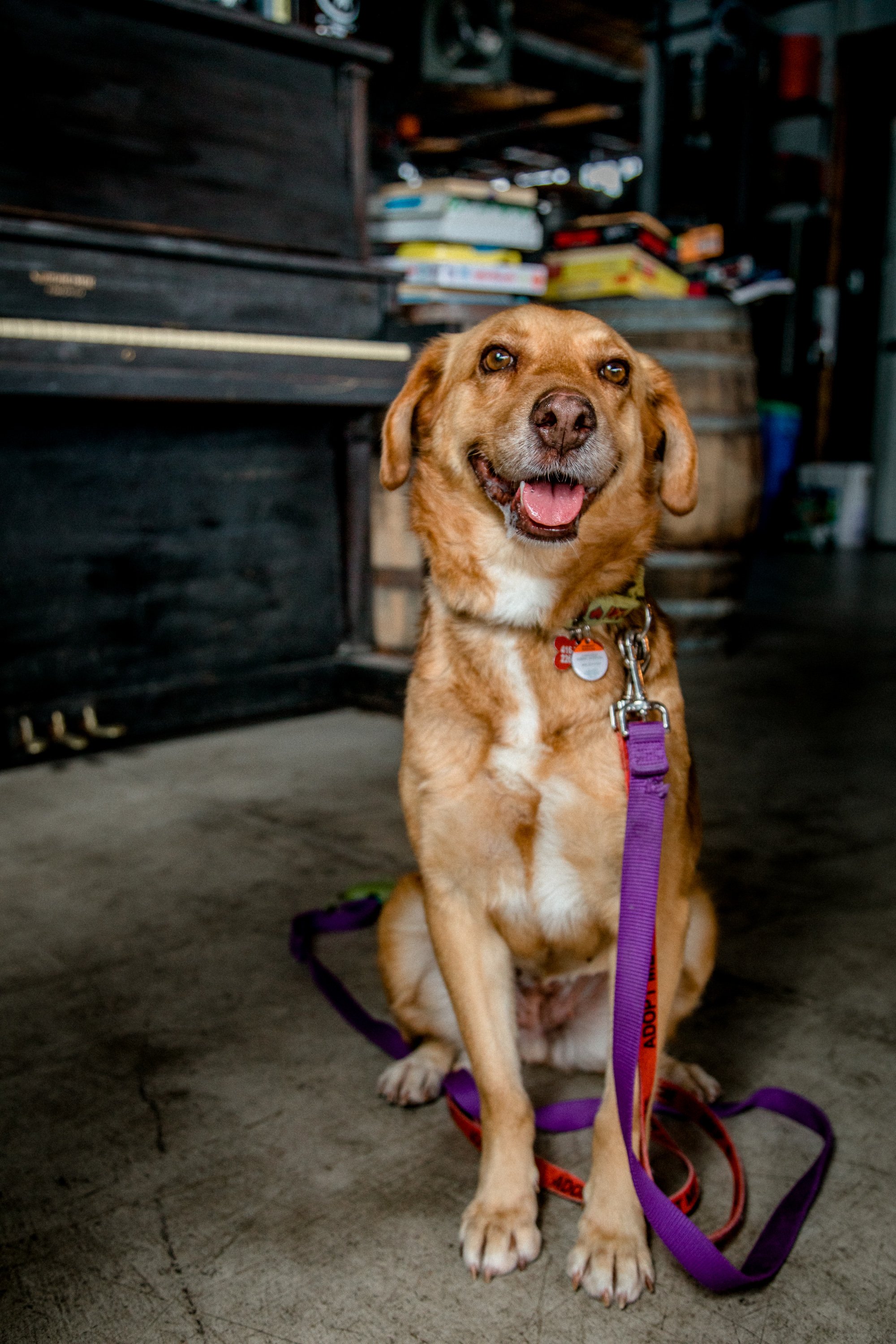 Fetch + Releash Dog Rescue