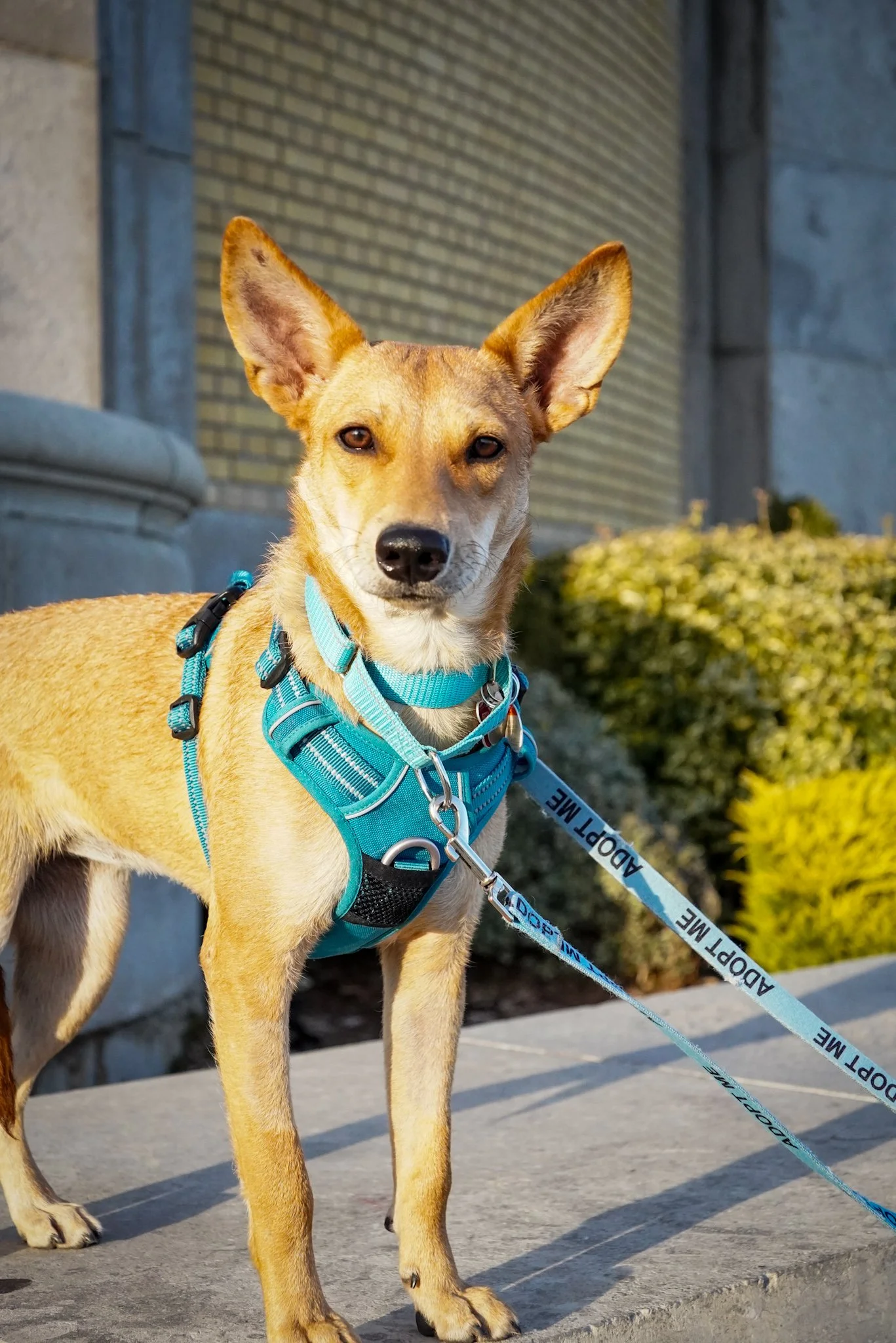 Fetch + Releash Dog Rescue