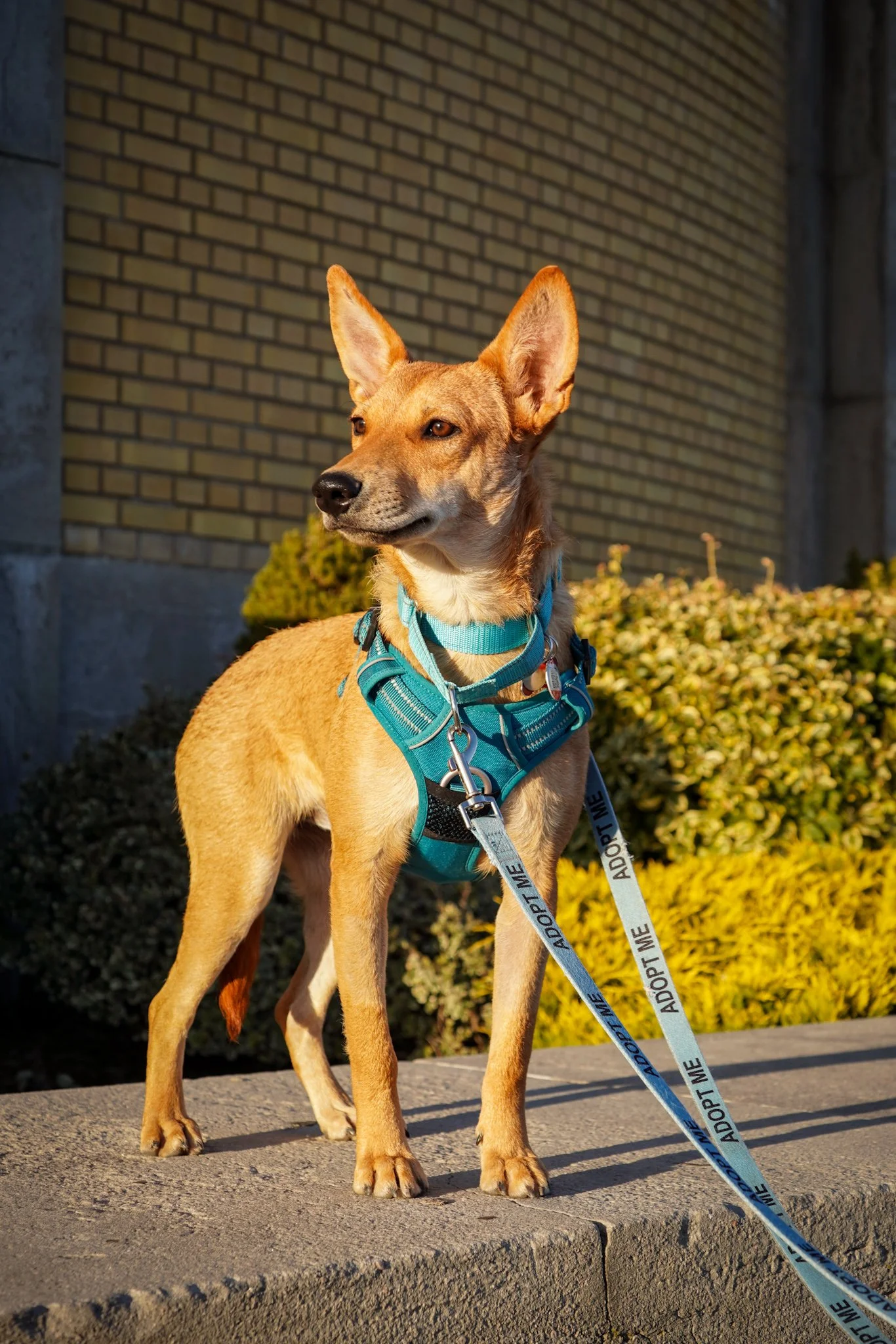 Fetch + Releash Dog Rescue