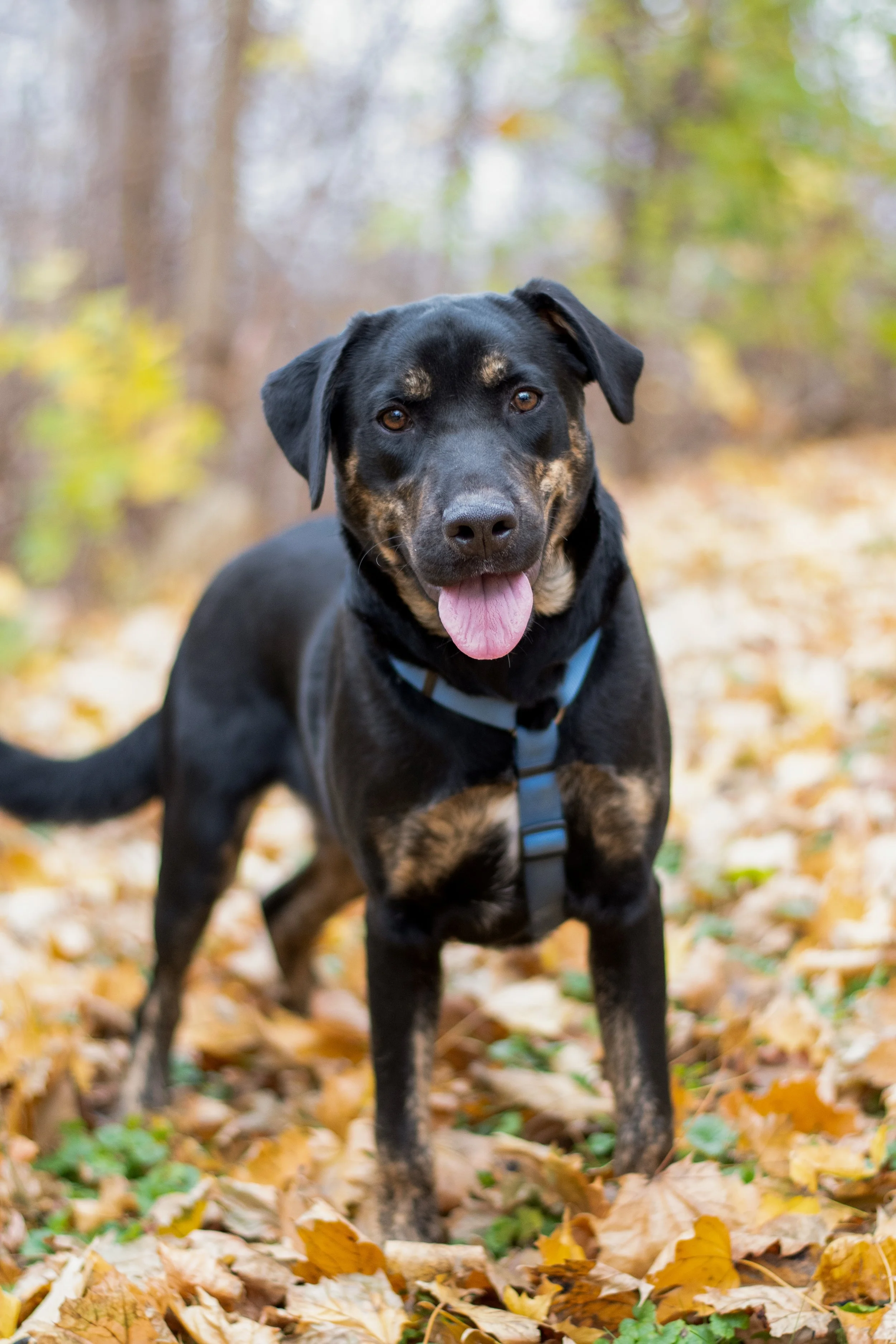 Fetch + Releash Dog Rescue