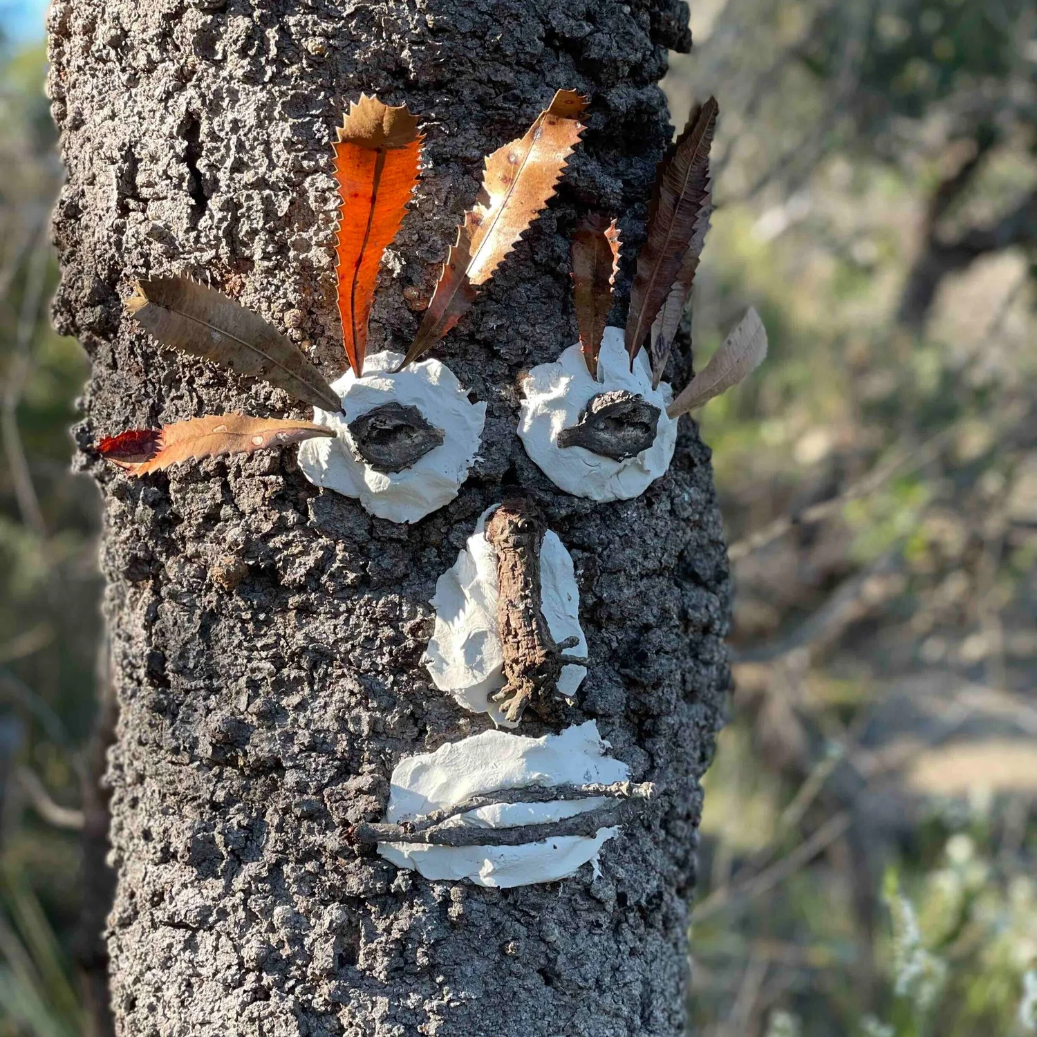 Tree-mendous Trees… — Wildkids Australia
