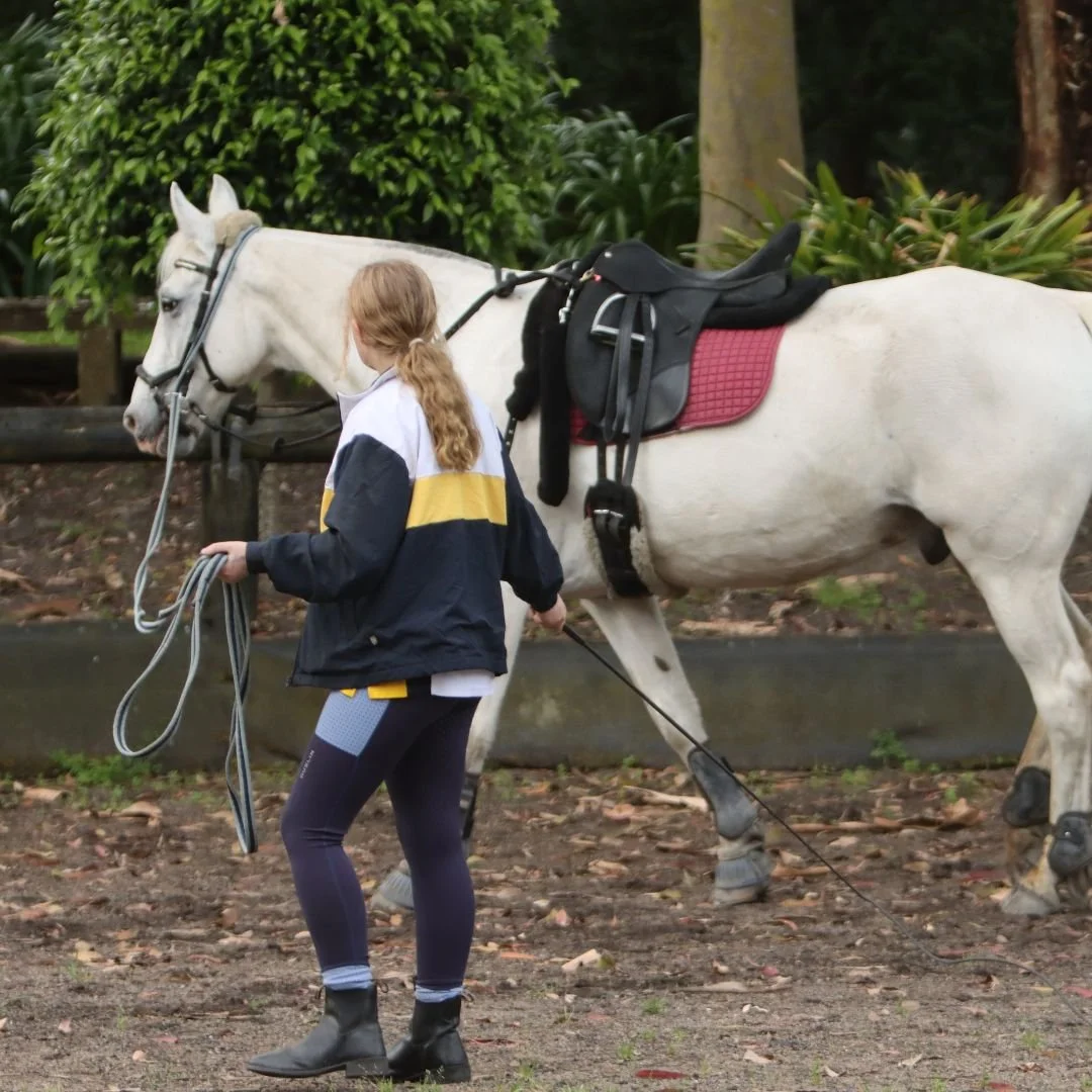 Lungeing your horse — MC Equestrian Riding School