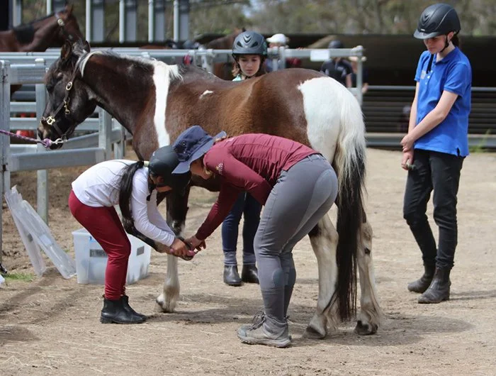 School Horse Riding Programs in Terrey Hills — MC Equestrian Riding School