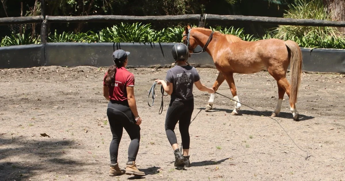 Lungeing your horse — MC Equestrian Riding School