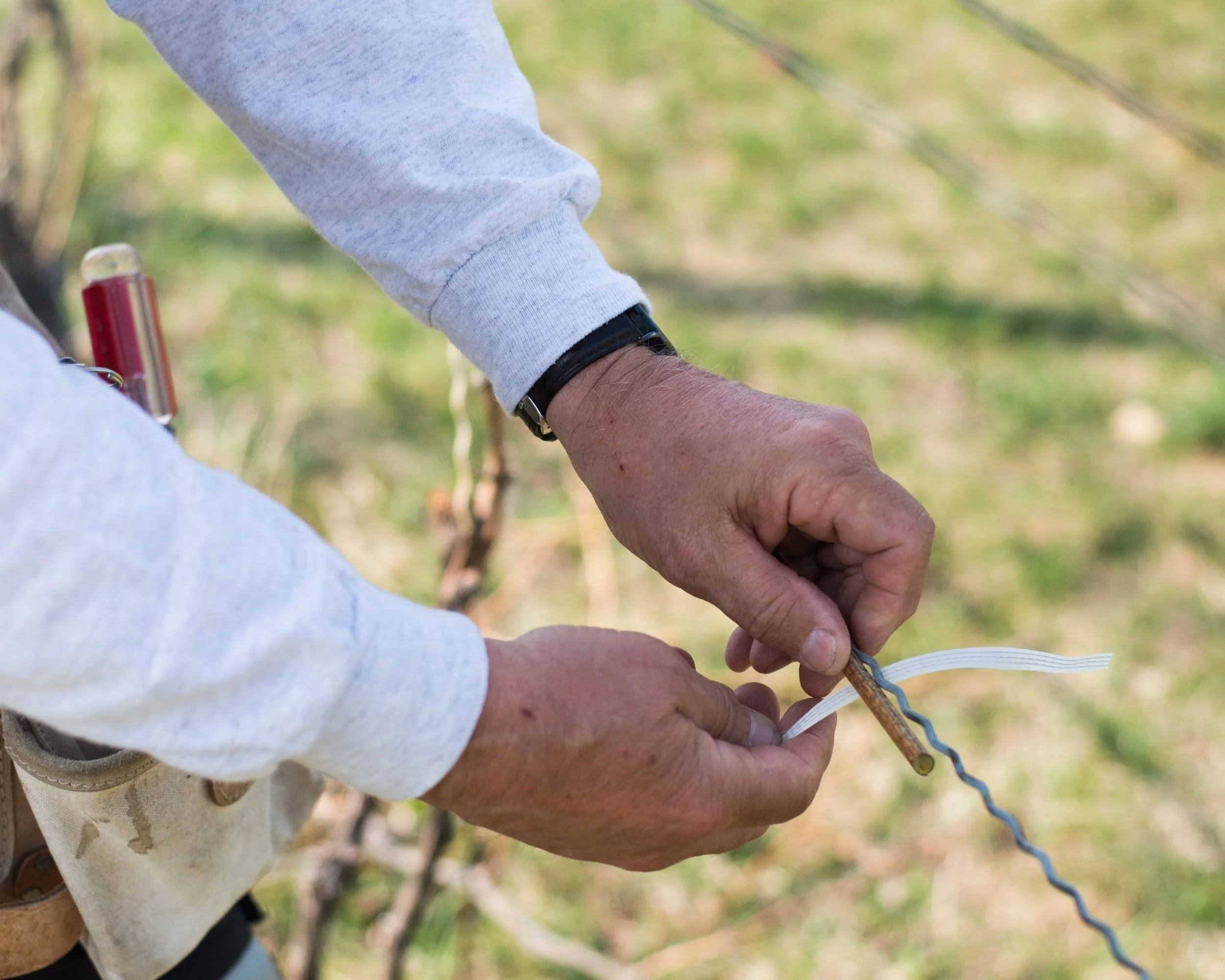 The Vine and Pruning — Bette Lynn Dickinson
