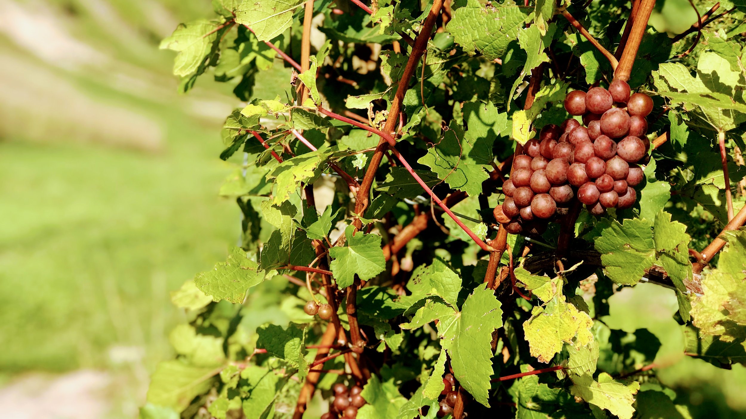 Lent: A Post-Harvest Time of Descent — Bette Lynn Dickinson