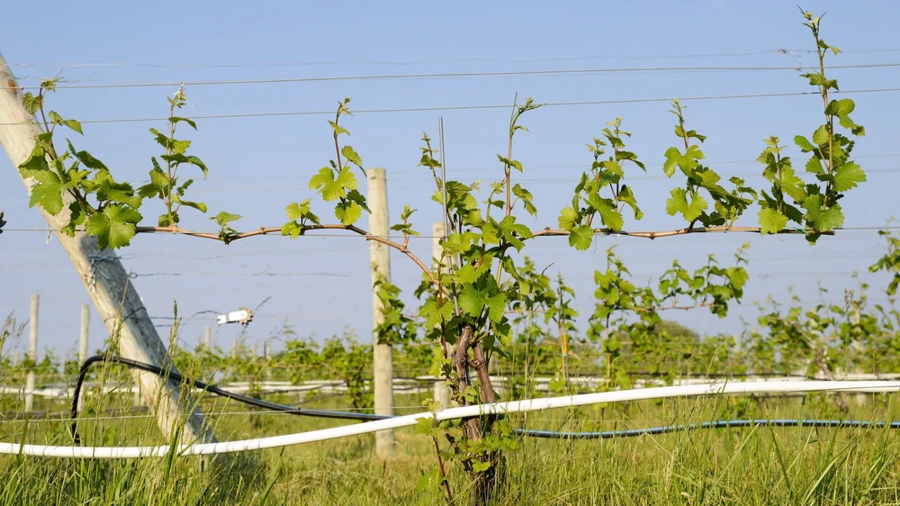 Abiding in the Vine — Bette Lynn Dickinson